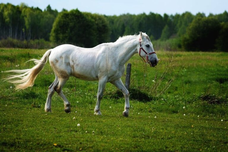 Corcel da Vitória: Símbolo Cavalo Branco na Bíblia e Seu Cavaleiro
